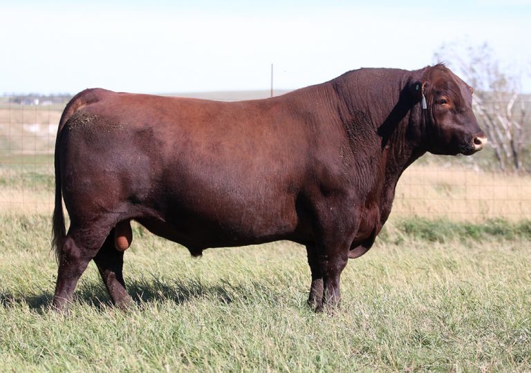 Red Angus – Six Mile Ranch