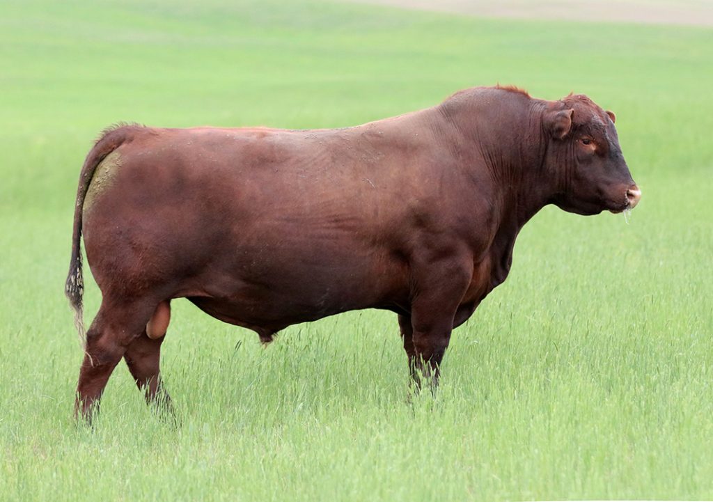 Red Angus – Six Mile Ranch
